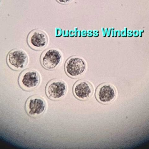 What is Embryo Transfer? | Vet Embryos Ireland